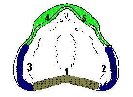 Prótesis removible total: "Guía Clínica y Técnica Práctica para la ...